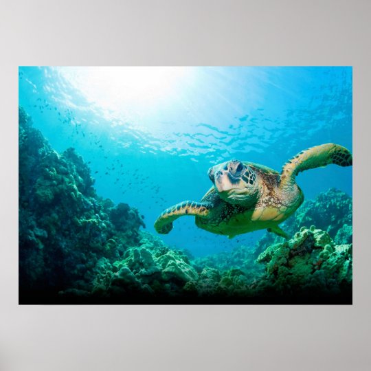 Sea Turtle Poster | Zazzle.com.au