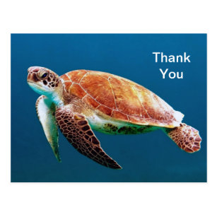 Nature Thank You Postcards | Zazzle AU