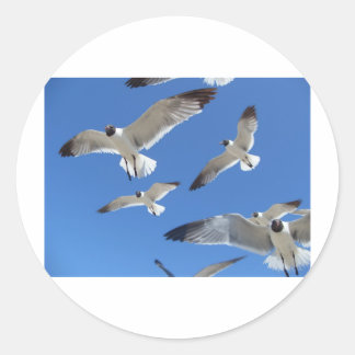 Seagull Stickers | Zazzle.com.au