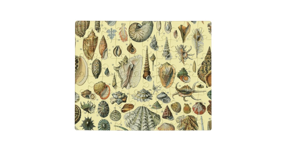 Seashell Shell Mollusk Clam Elegant Classic Art Jigsaw Puzzle | Zazzle