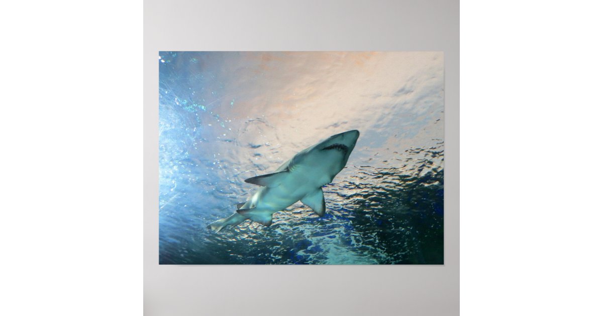 Shark swimming overhead in blue water poster | Zazzle