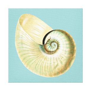 Sea Shell Canvas Prints & Wall Art | Zazzle.com.au