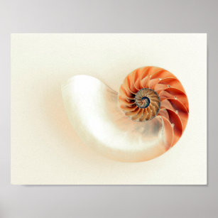 Shellfish Posters & Photo Prints | Zazzle AU