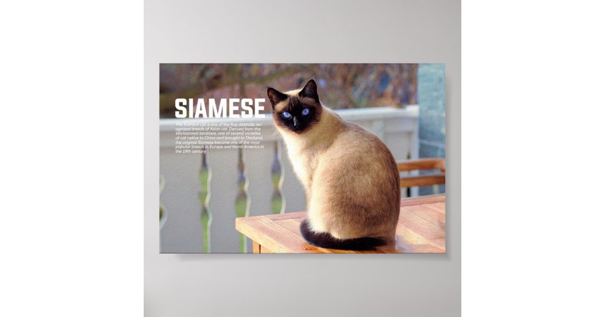 Siamese Cat Breed Poster | Zazzle