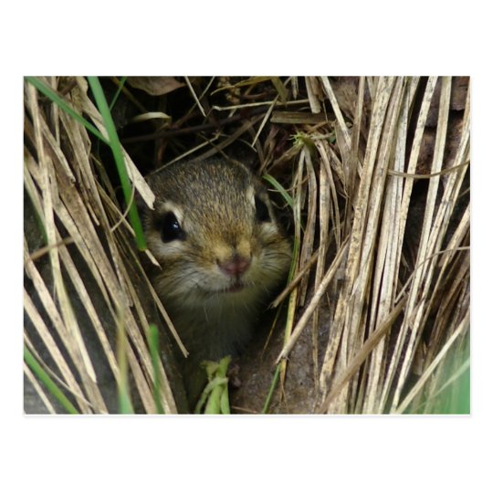 Smiling Chipmunk Postcard | Zazzle.com.au