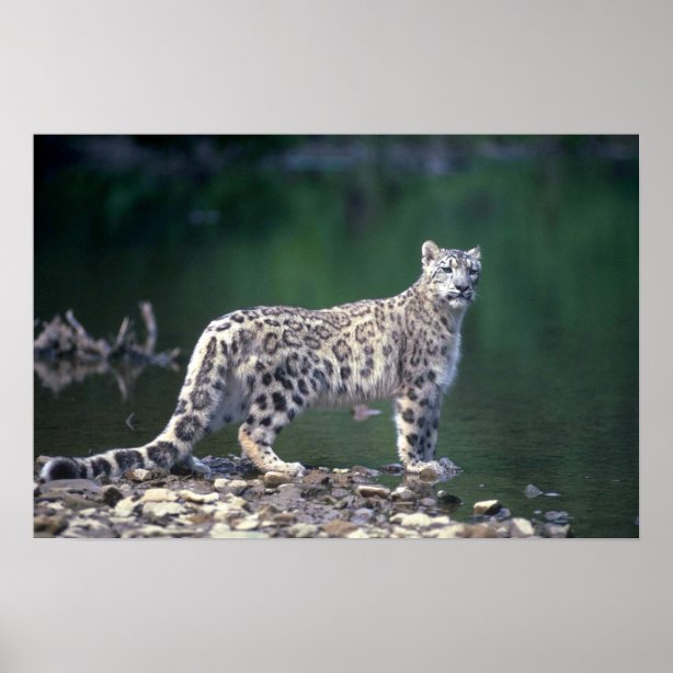 Leopard Posters & Photo Prints | Zazzle AU