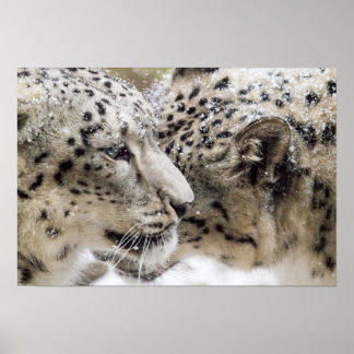 Leopard Posters | Zazzle.com.au