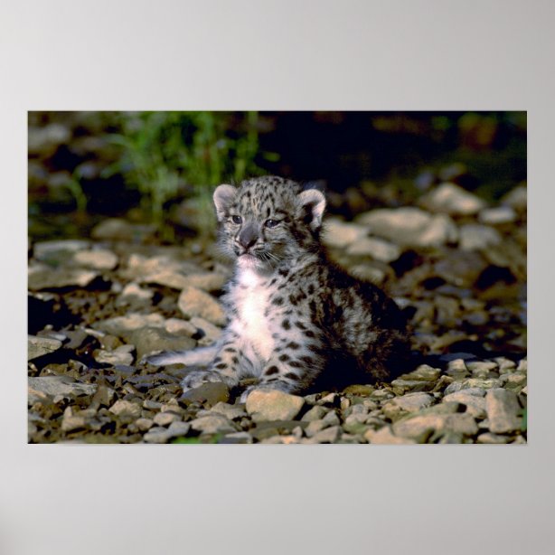 Leopard Posters & Photo Prints | Zazzle AU