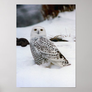 Snowy Owl Posters & Photo Prints | Zazzle AU