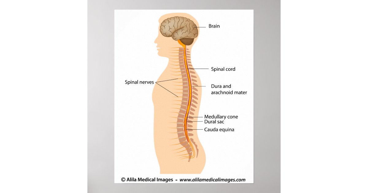 Spinal cord anatomy, labelled drawing. poster | Zazzle