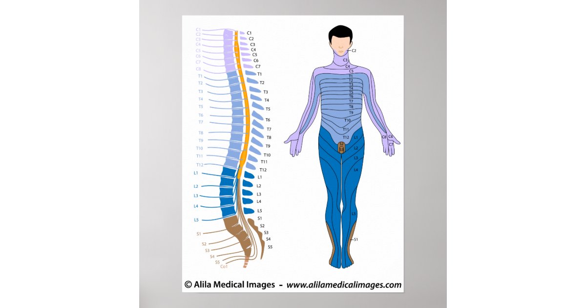Spinal cord and dermatome map poster | Zazzle