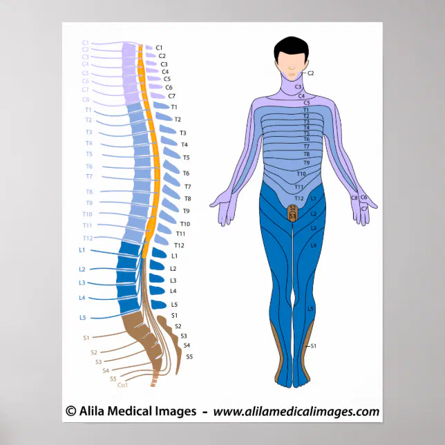 Spinal cord and dermatome map poster | Zazzle