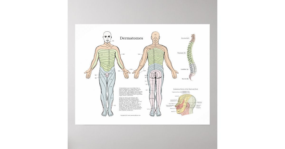 Spinal Dermatomes Poster Chiropractic | Zazzle