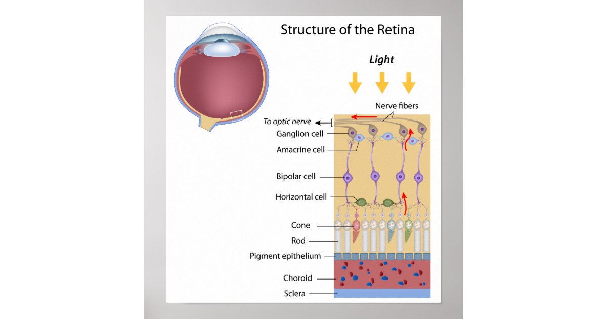 Structure of the Retina Poster | Zazzle