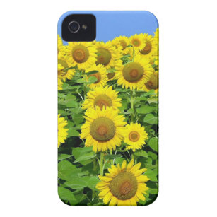 Sunflower iPhone Cases & Covers | Zazzle.com.au