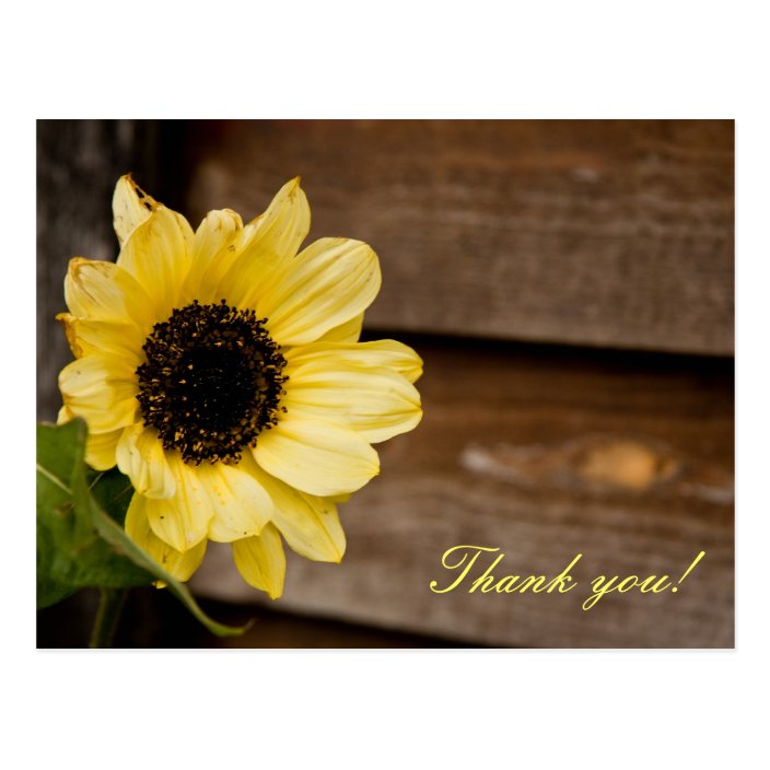 Sunflower thank you postcard | Zazzle.com.au