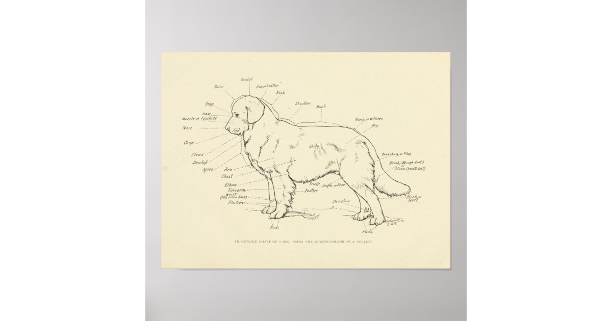 Surface Anatomy of the Dog Chart | Zazzle