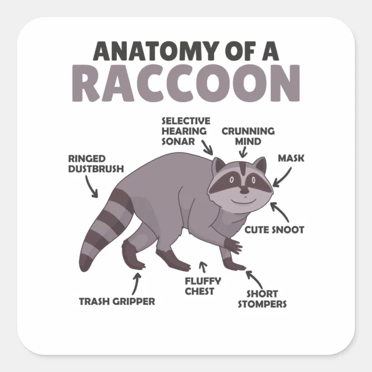 Sweet Raccoon Explanation Anatomy Of A Raccoon Square Sticker | Zazzle