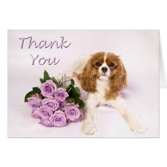 Thank You Cavalier King Charles Spaniel Roses | Zazzle.com.au