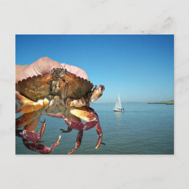 The crab and the sail boat, post card | Zazzle