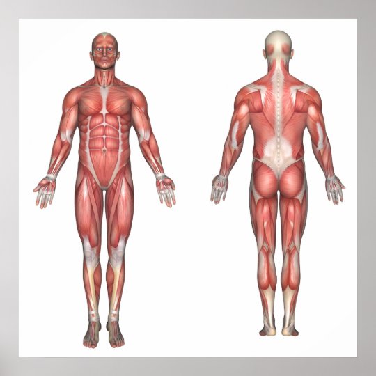 Human Muscles Diagram Unlabeled Learn All Muscles With Quizzes And 