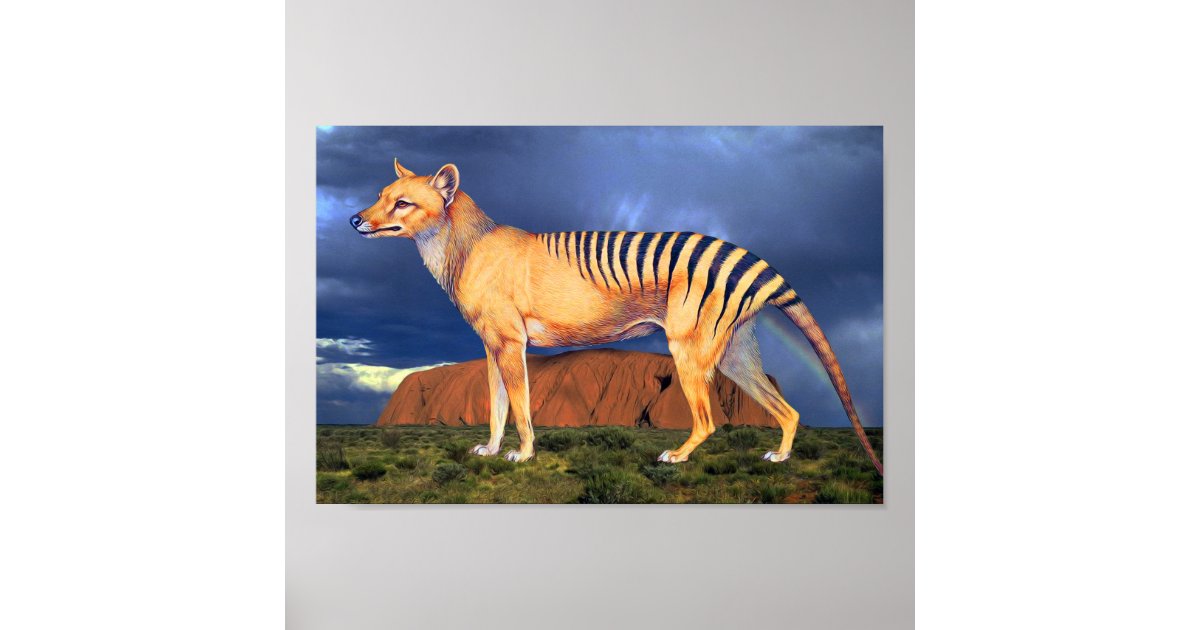 Thylacine (Tasmanian Tiger) Poster | Zazzle