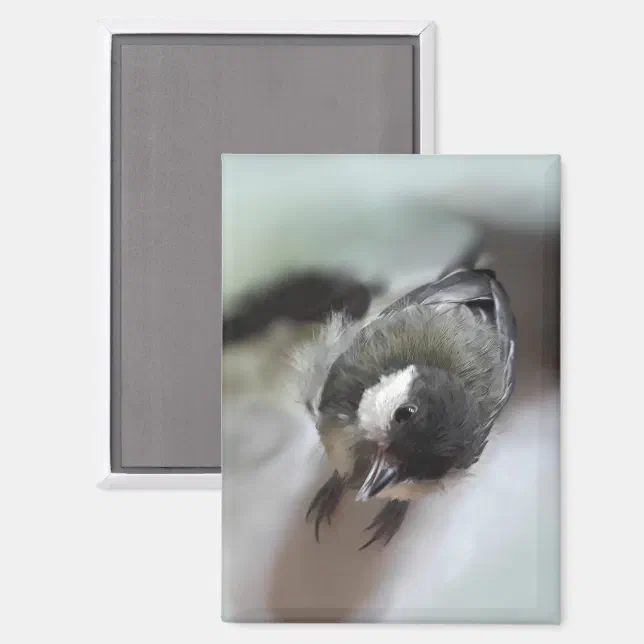 Tidi my Bird the Parus Major Magnet | Zazzle