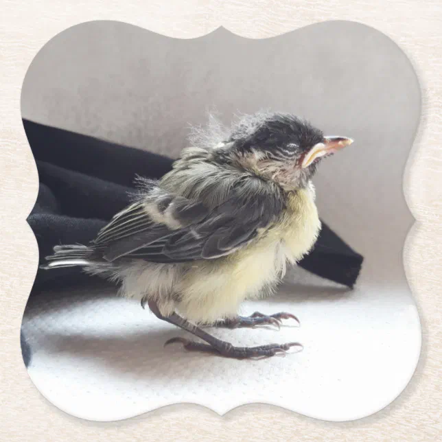 Tidi my Bird the Parus Major Paper Coaster | Zazzle