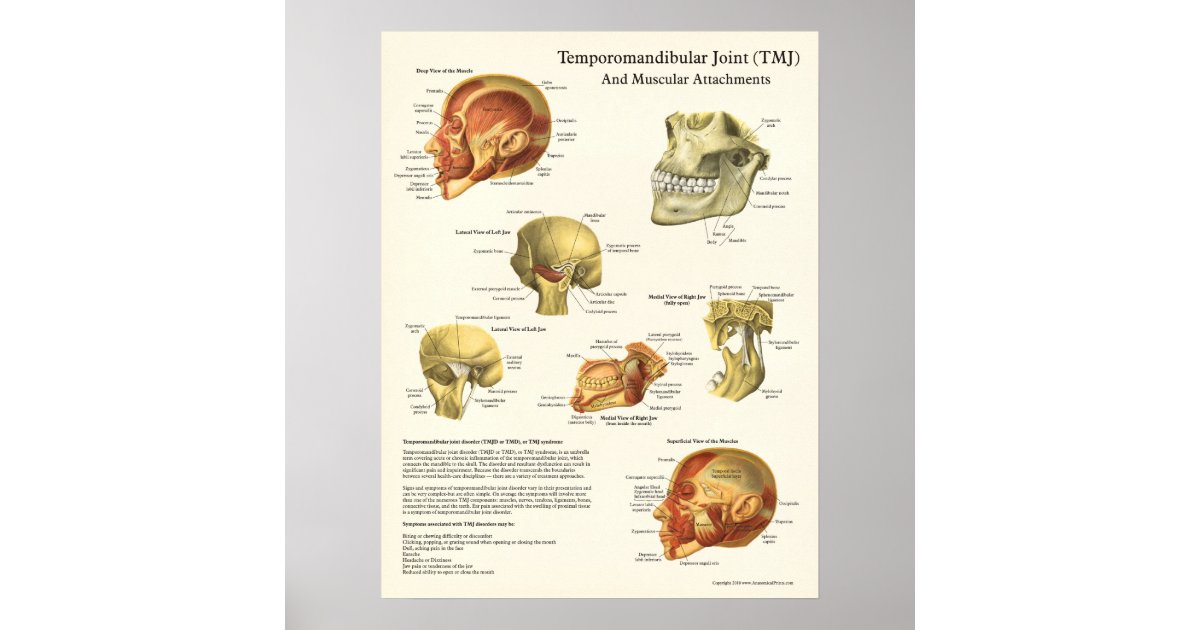 TMJ Anatomy and Muscular Attachments Poster | Zazzle