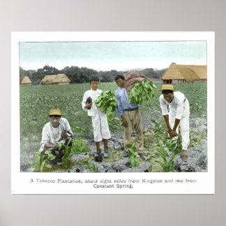 Plantation Posters | Zazzle.com.au