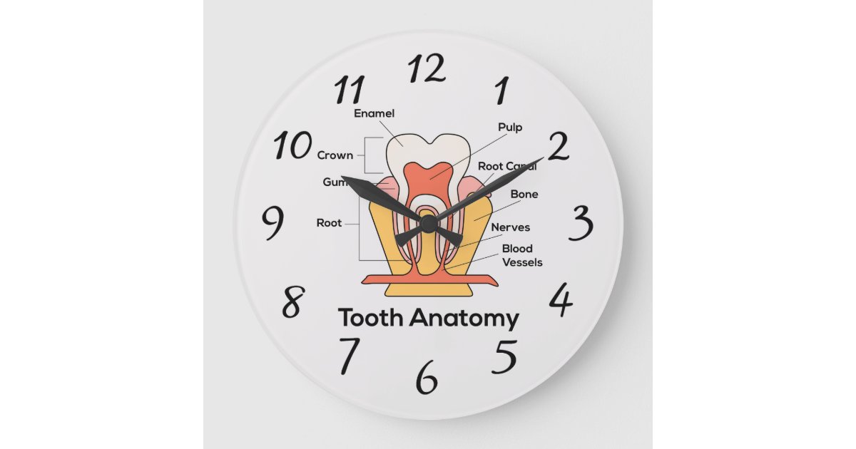 Tooth Anatomy Chart Large Clock | Zazzle