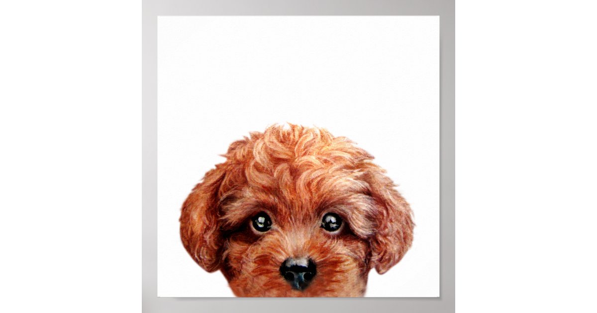Toy Poodle Poster | Zazzle