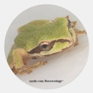Green Tree Frog Stickers | Zazzle AU