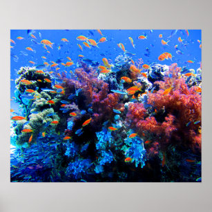 Ecosystem Posters & Photo Prints | Zazzle AU