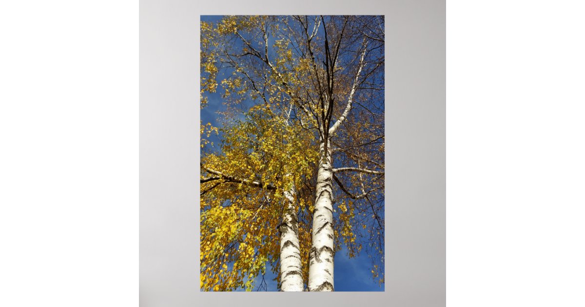 two birch trees poster | Zazzle