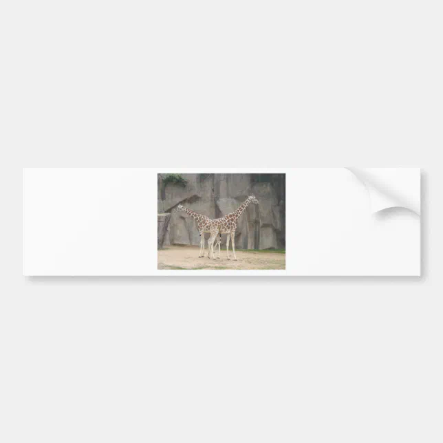 Two Giraffes Bumper Sticker | Zazzle