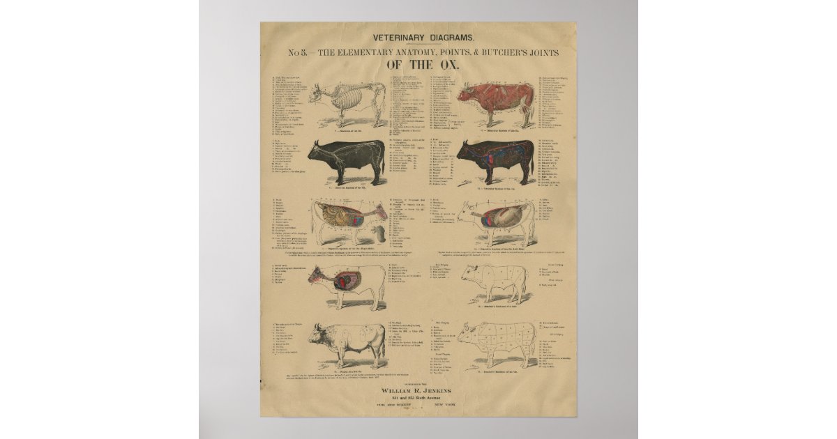 Veterinary Ox Cow Anatomy Illustrations Poster | Zazzle