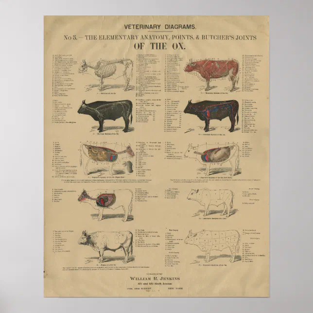 Veterinary Ox Cow Anatomy Illustrations Poster | Zazzle