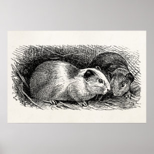 Guinea Pig Posters & Photo Prints | Zazzle AU