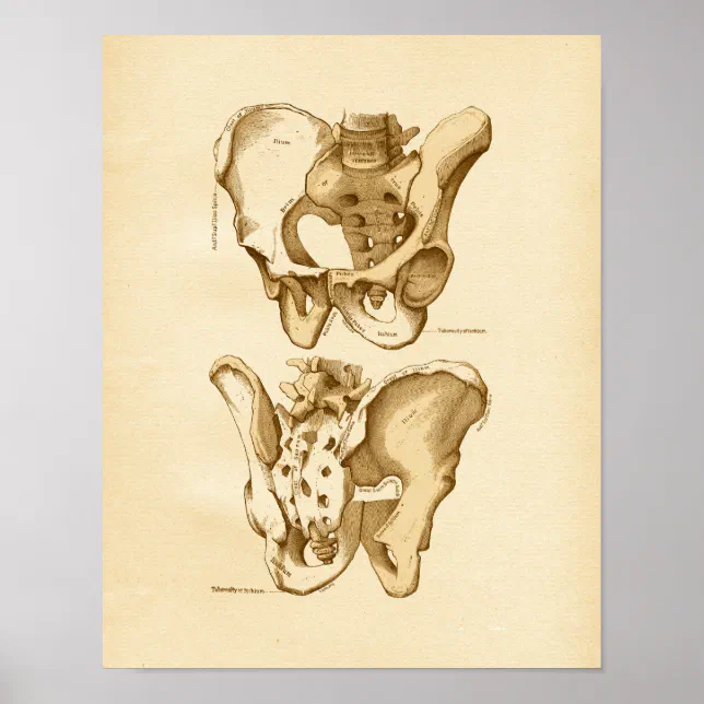 Vintage Anatomy Illustration Pelvic Bones Poster | Zazzle