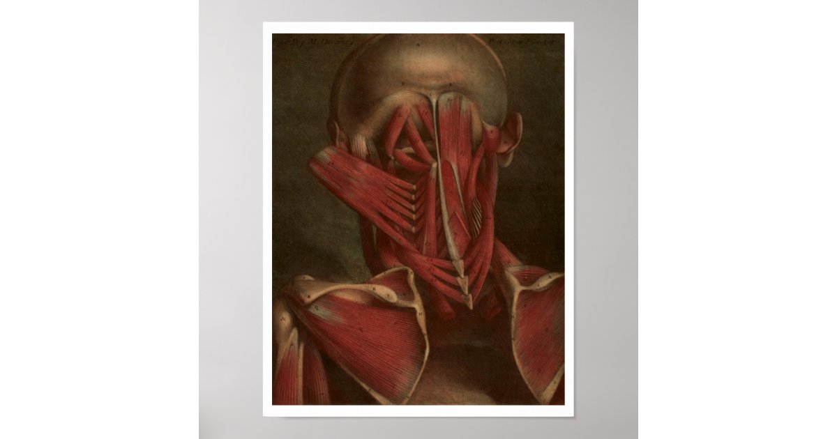 Vintage Anatomy | Neck and Shoulders Poster | Zazzle