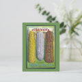 Vintage Corn Seed Packet Post Card | Zazzle