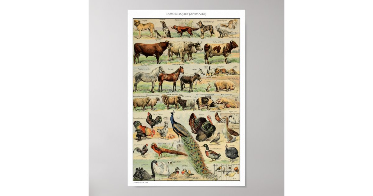 Vintage Domesticated Animals Illustration Poster | Zazzle