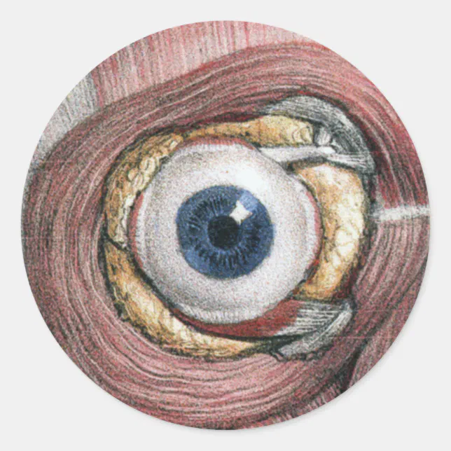 Vintage Human Anatomy, Eyeball Eye with Muscles Classic Round Sticker ...