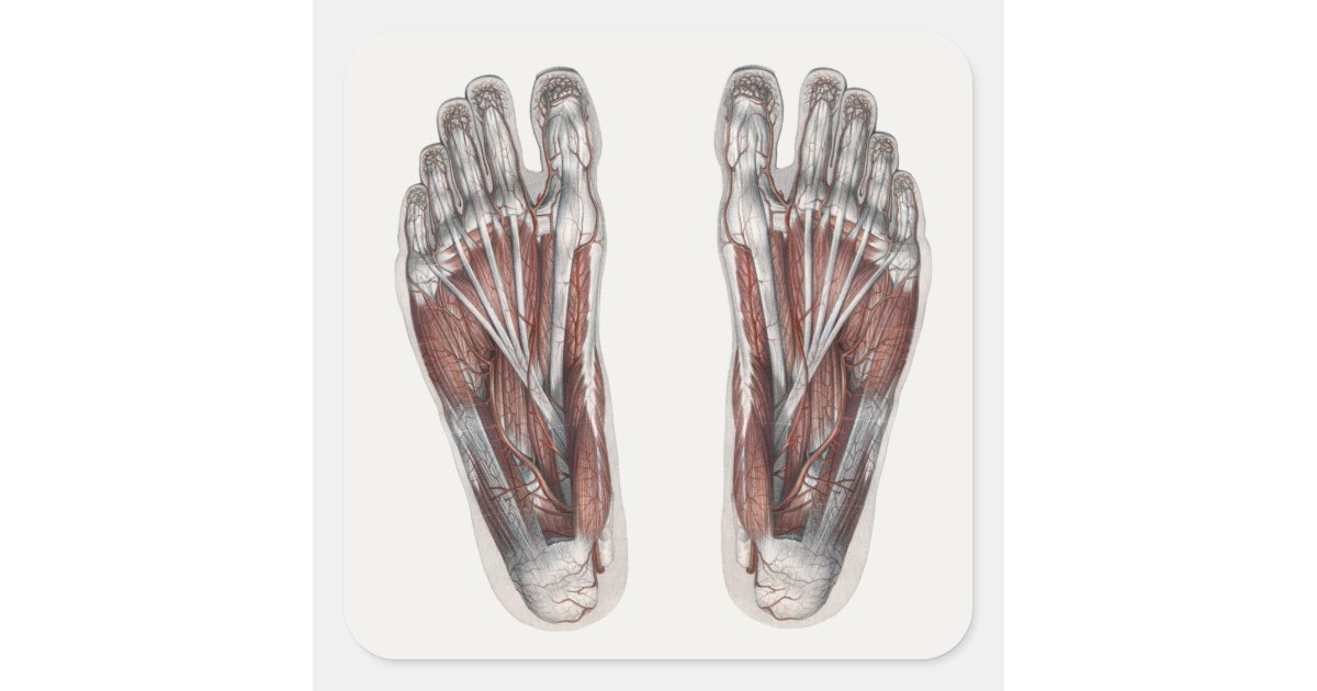 Vintage Human Anatomy Footprint Podiatry Feet Square Sticker | Zazzle