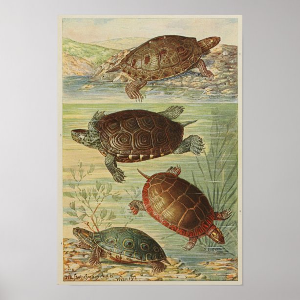 Tortoise Posters & Photo Prints | Zazzle AU