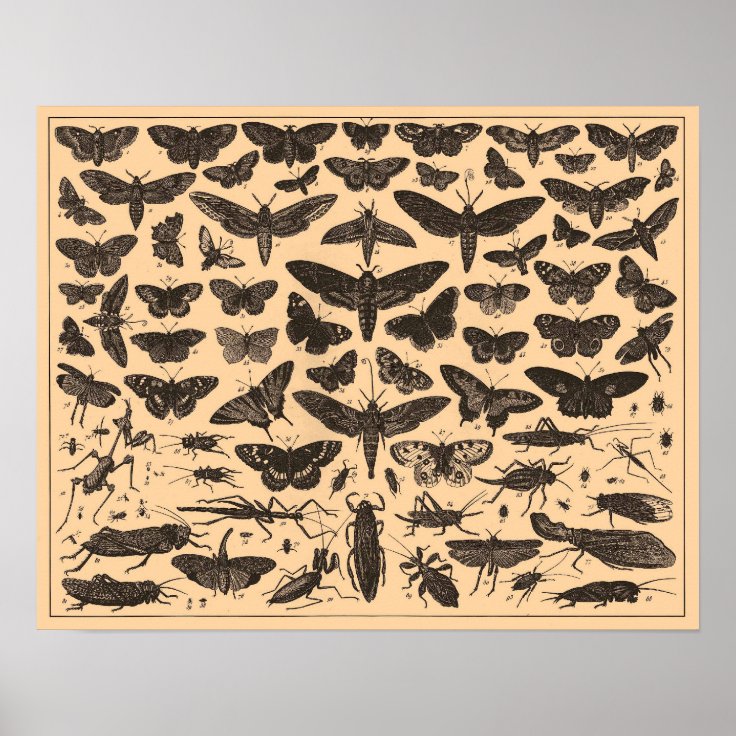 Vintage Insects Poster | Zazzle