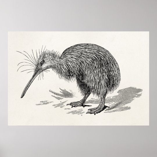 Vintage Kiwi Bird Antique Birds Template Poster | Zazzle.com.au