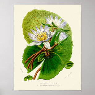 Lotus Flower Posters & Photo Prints | Zazzle AU