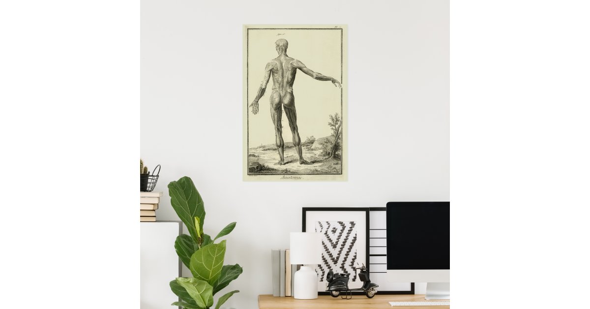 Vintage Muscles, Human Anatomy by Denis Diderot Poster | Zazzle